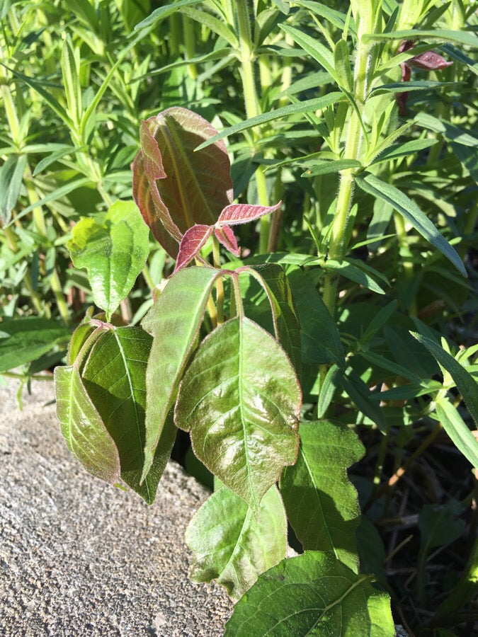 The Protector; Poison Ivy. – Prairie Star Botanicals